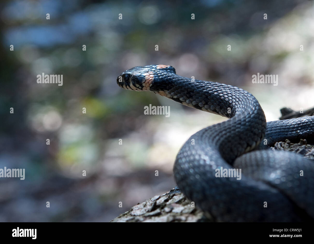 Orange and black snake hi-res stock photography and images - Alamy