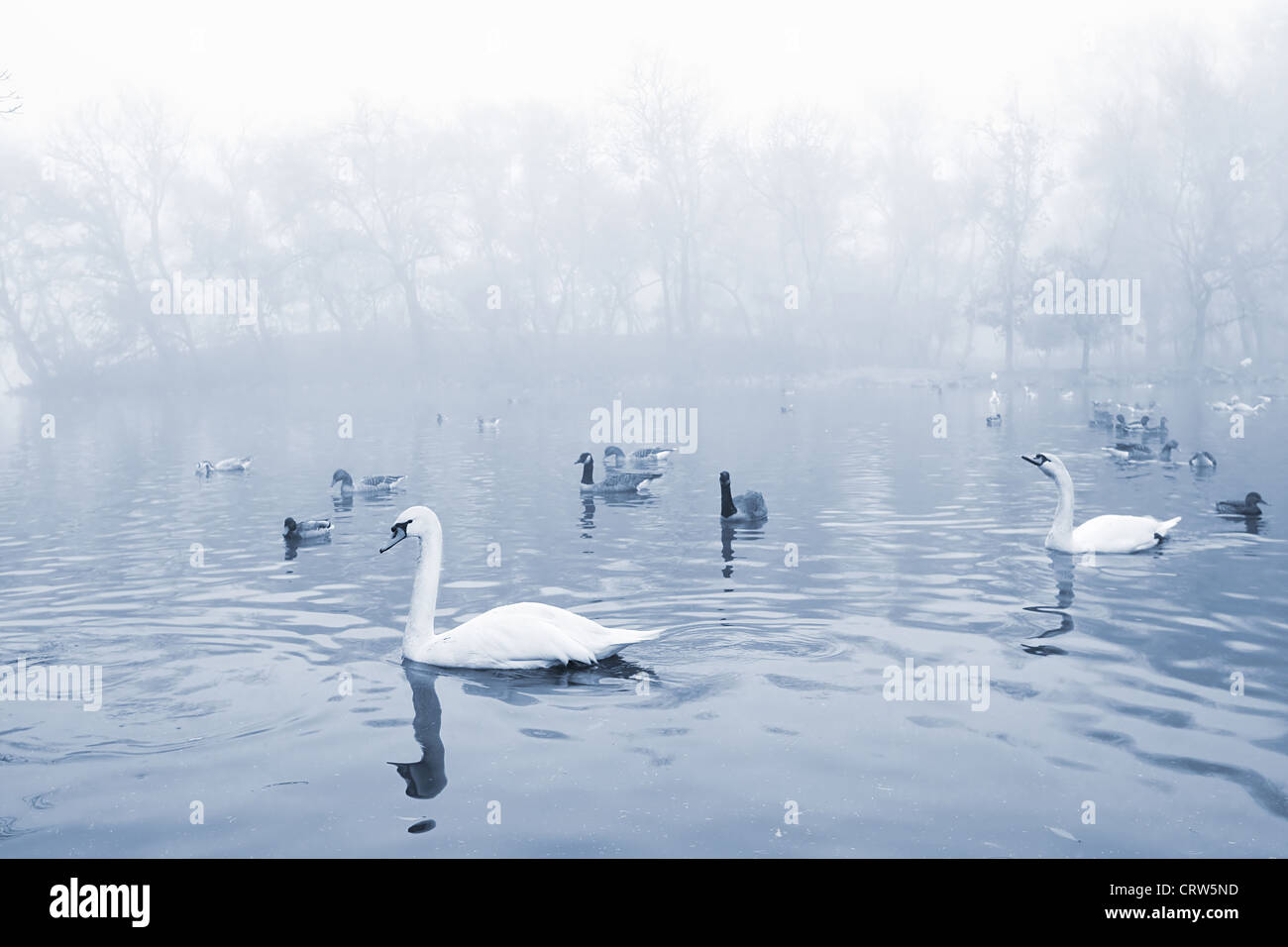 Birds in the pond Stock Photo - Alamy