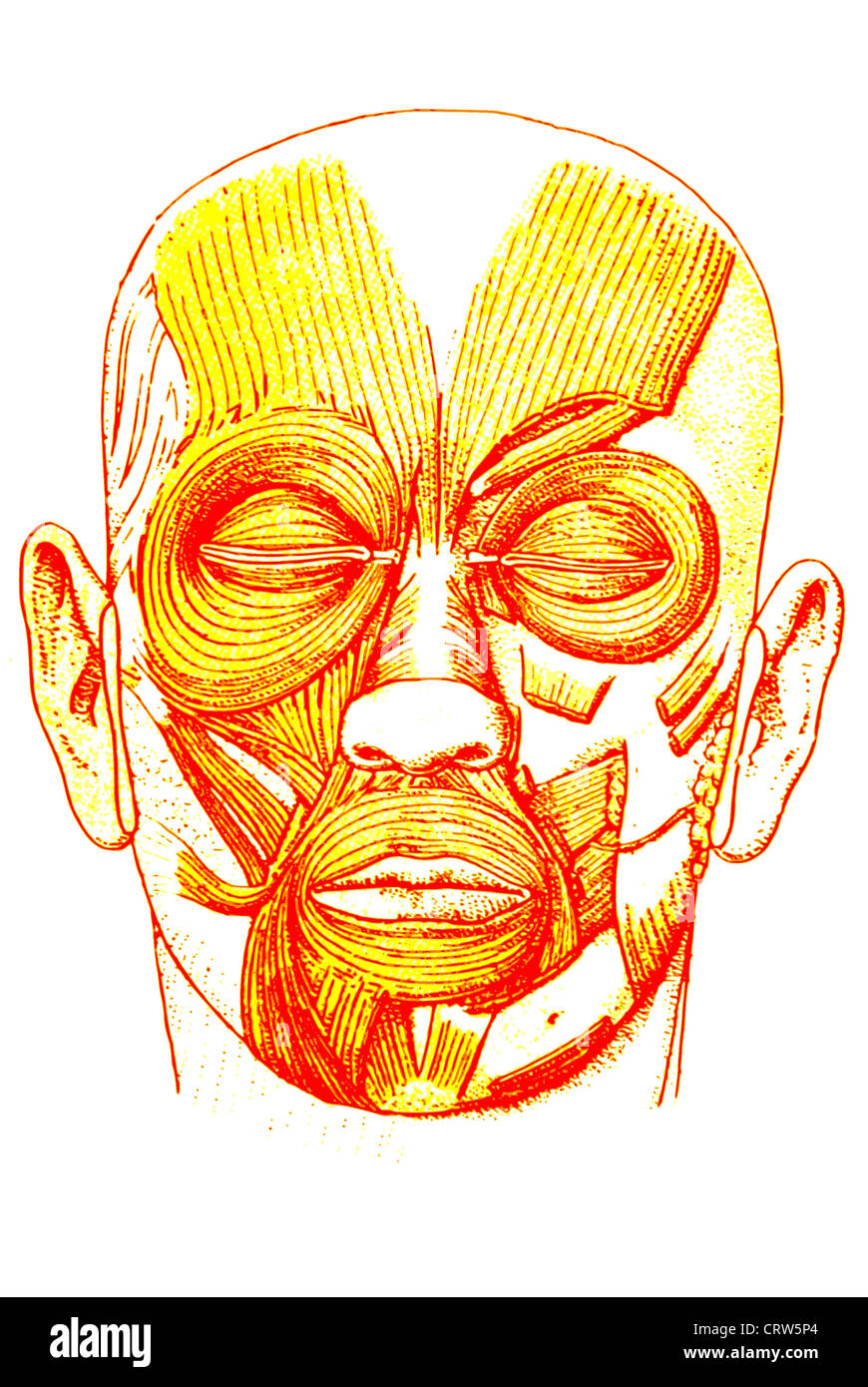 Facial muscles hi-res stock photography and images - Alamy