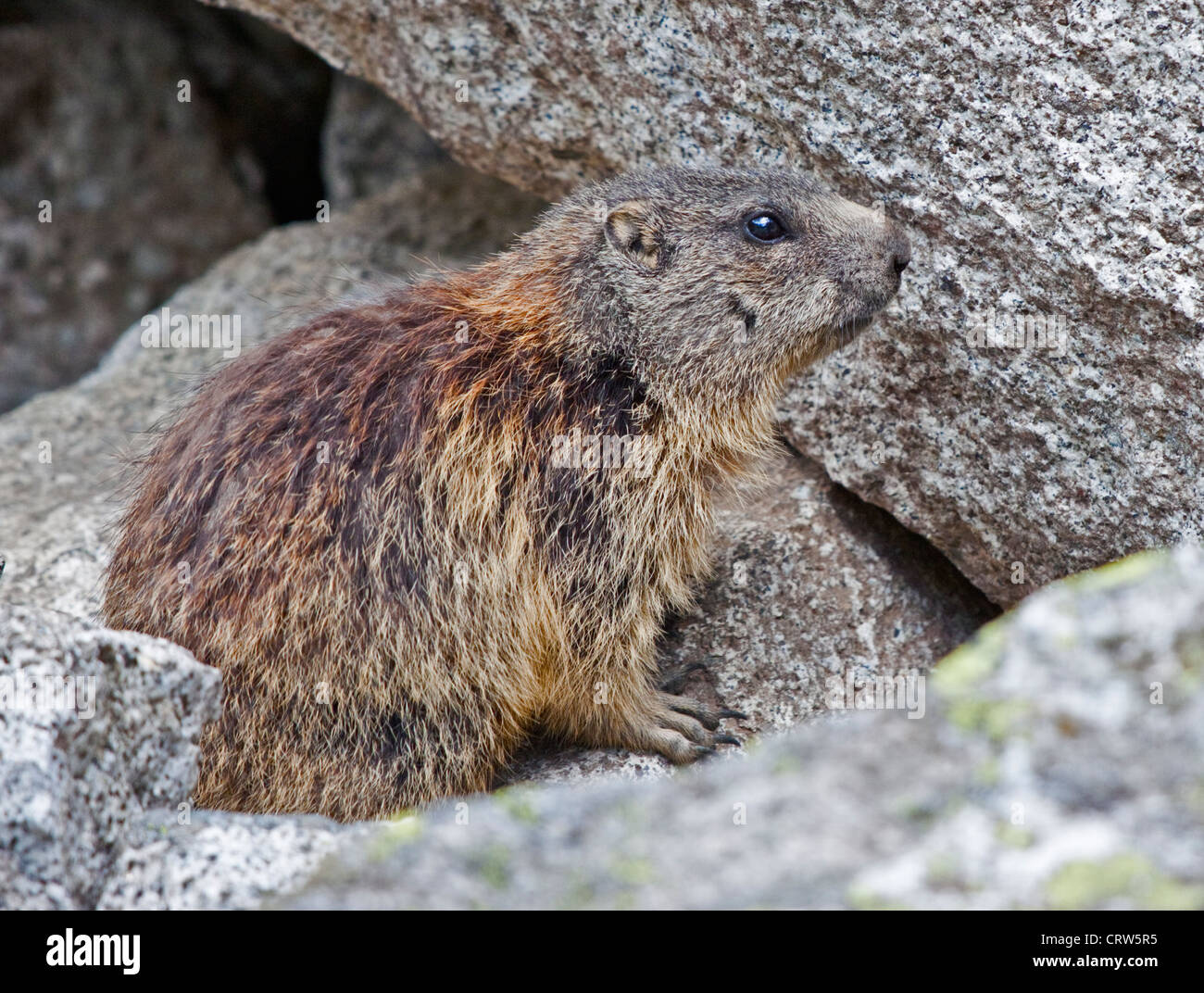 Alpine Marmot (marmota marmota), Val Nambrone, near Madonna di ...