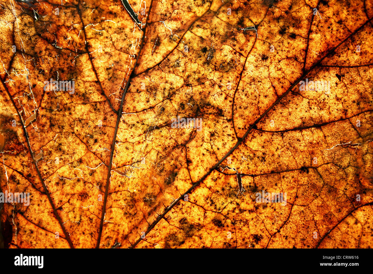 autumn leave. Close up Stock Photo - Alamy