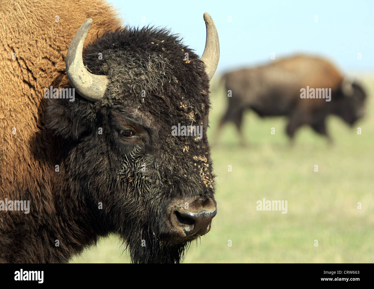 Close-up buffalo 1 Stock Photo - Alamy