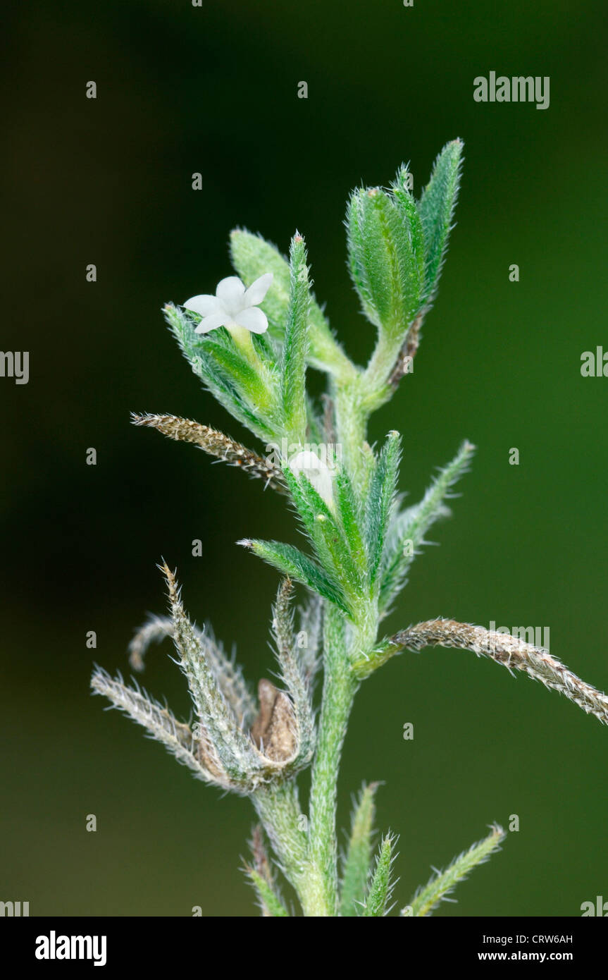 Field gromwell hi-res stock photography and images - Alamy
