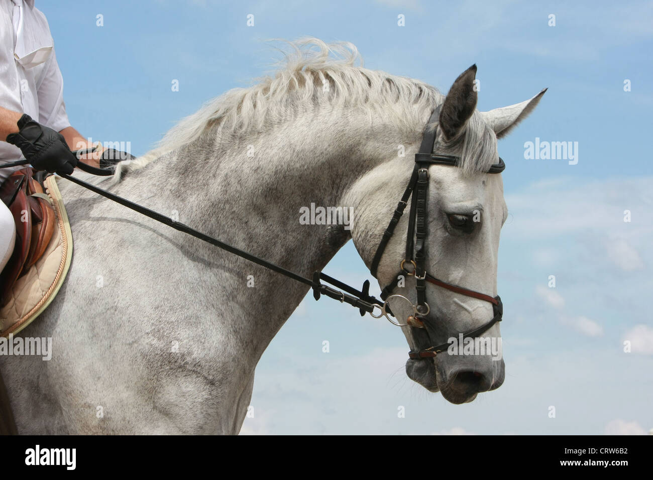 Face tired horse hi-res stock photography and images - Alamy