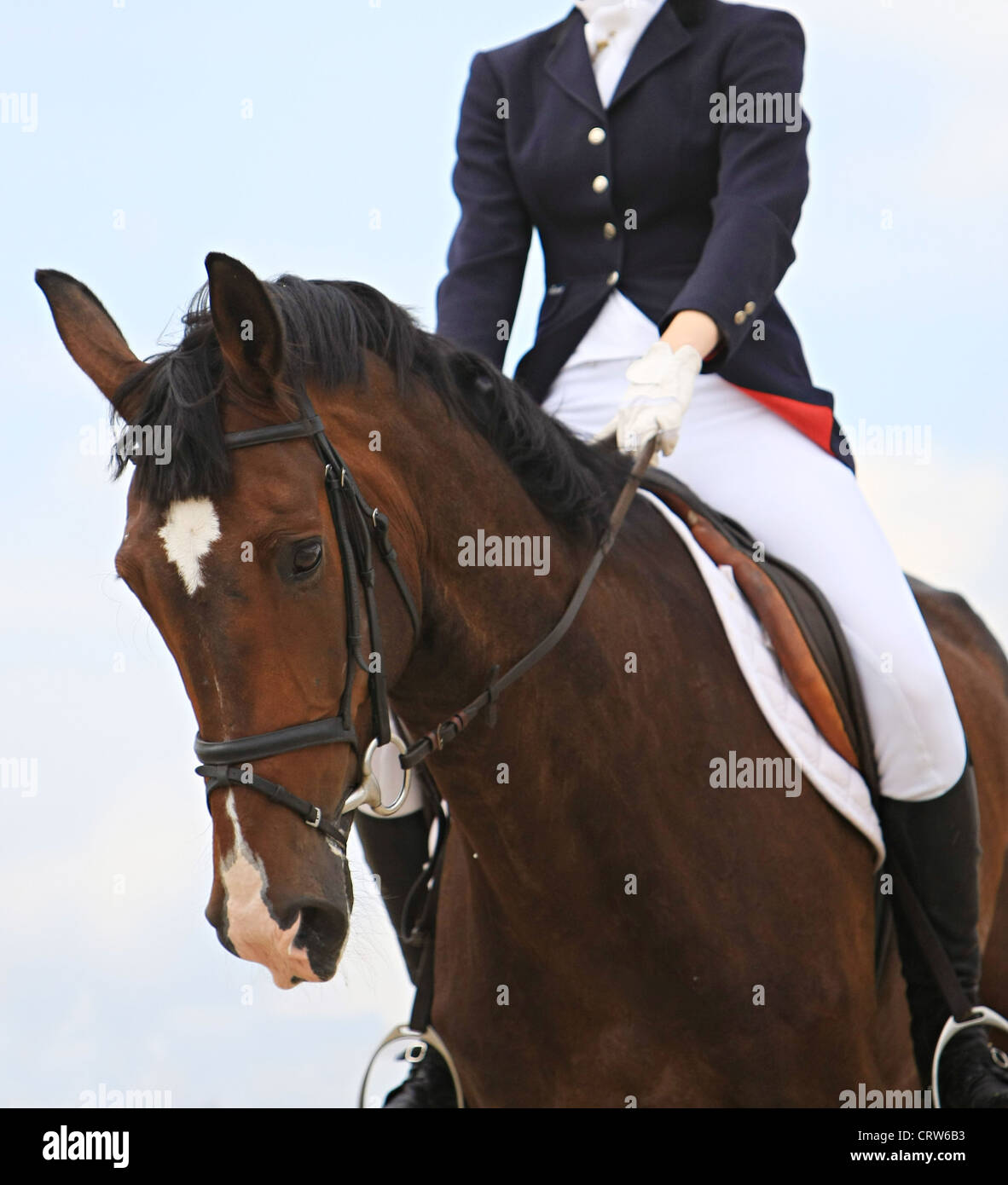 Face Tired Horse High Resolution Stock Photography and Images - Alamy