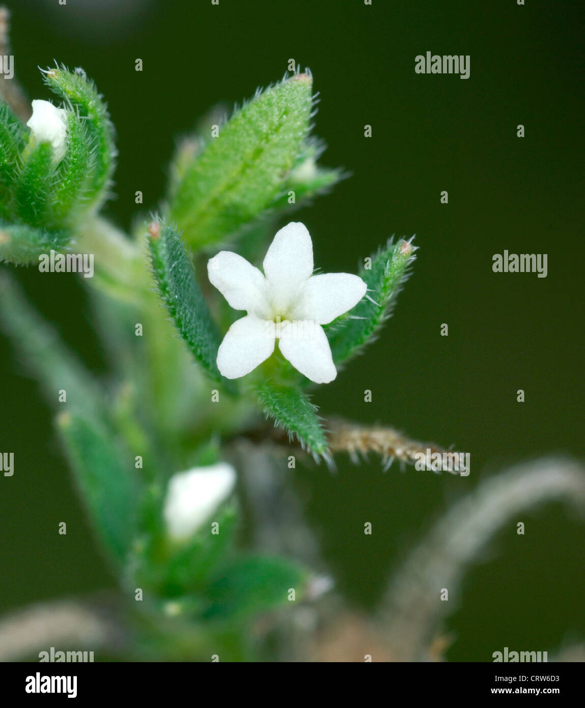 FIELD GROMWELL Lithospermum arvense (Boraginaceae Stock Photo - Alamy