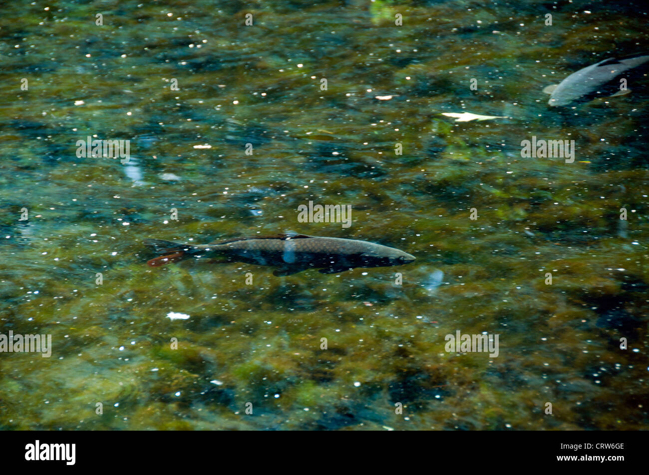 fish in the water Stock Photo - Alamy