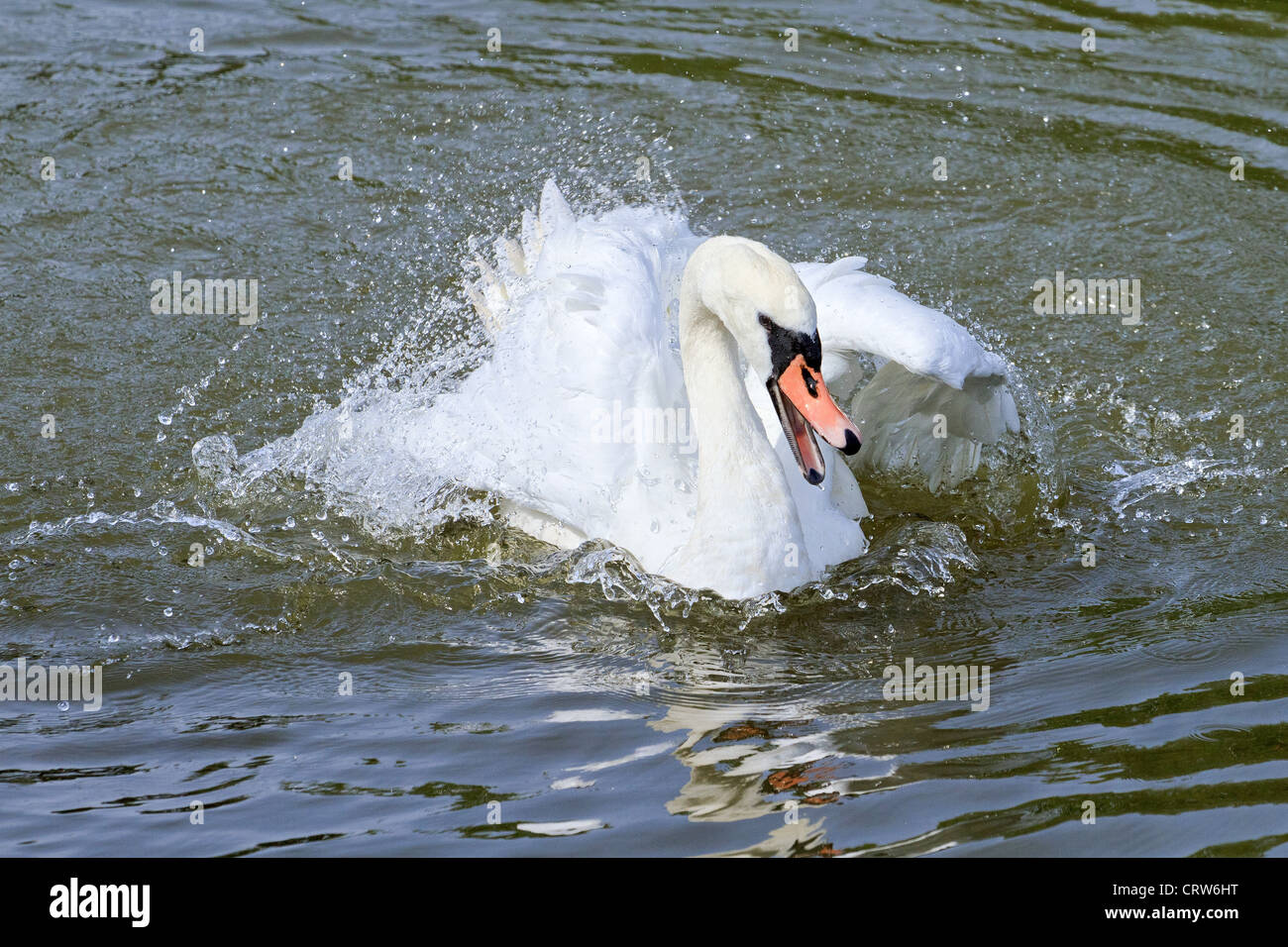 Angry swan hi-res stock photography and images - Alamy