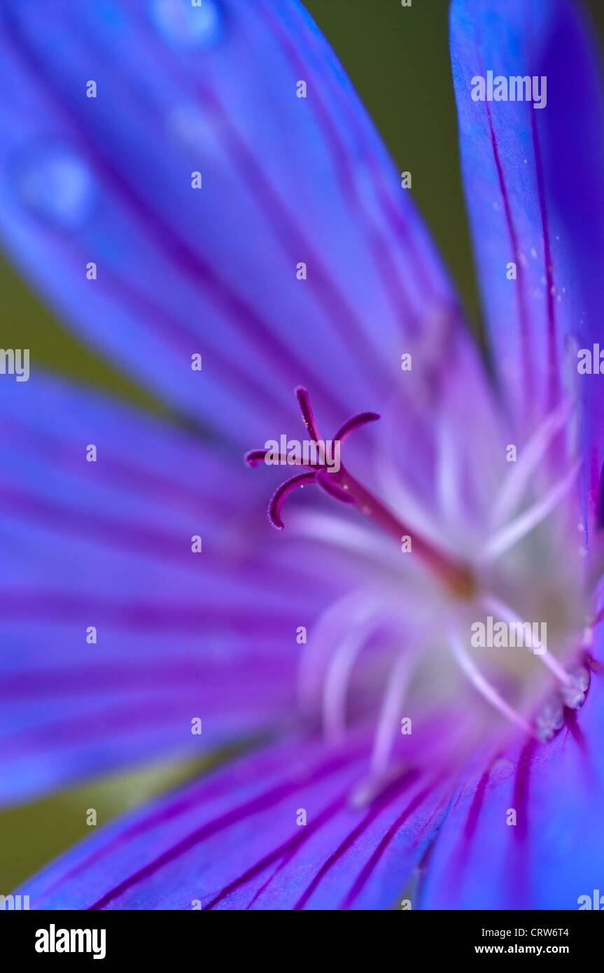 Geranium himalayense close up hi-res stock photography and images - Alamy