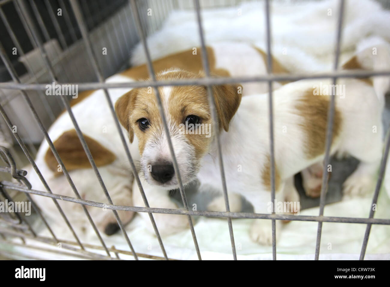 Pleading puppy hi-res stock photography and images - Alamy