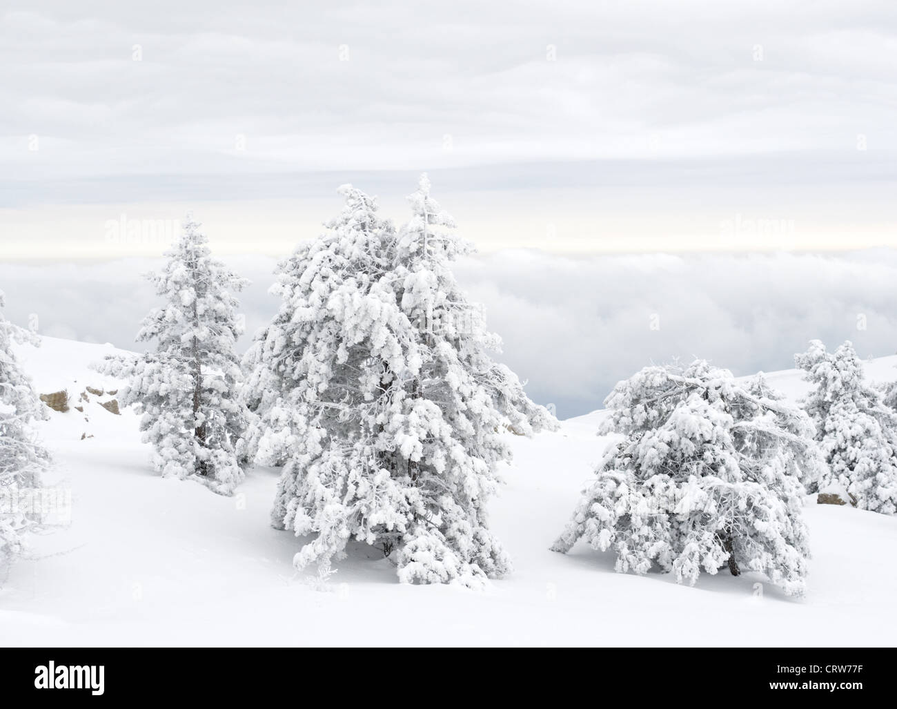 Snow covered tree Stock Photo - Alamy