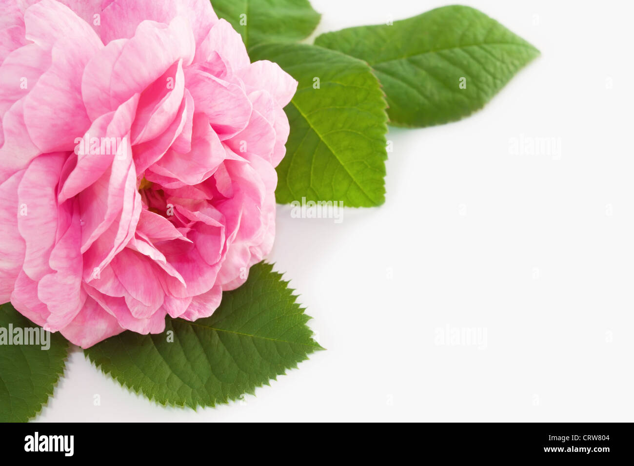 Beautiful pink rose Stock Photo - Alamy