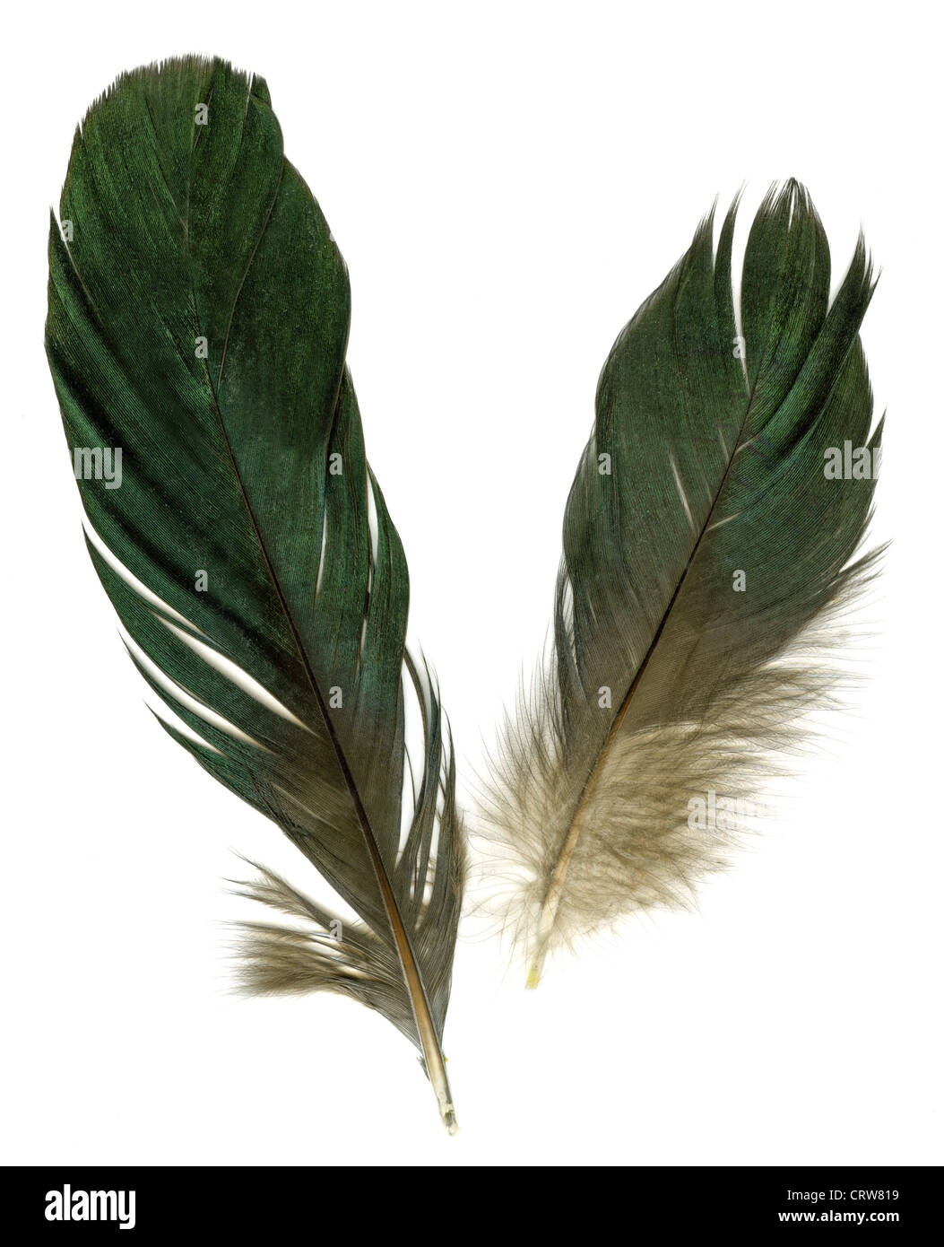 Raven halloween Cut Out Stock Images & Pictures - Alamy