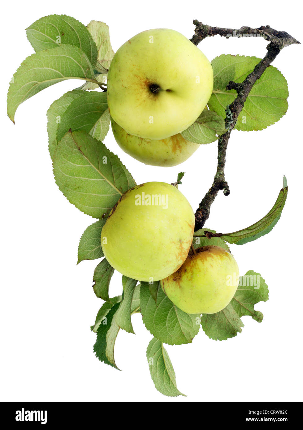 Real green apples on a branch with leaves Stock Photo - Alamy