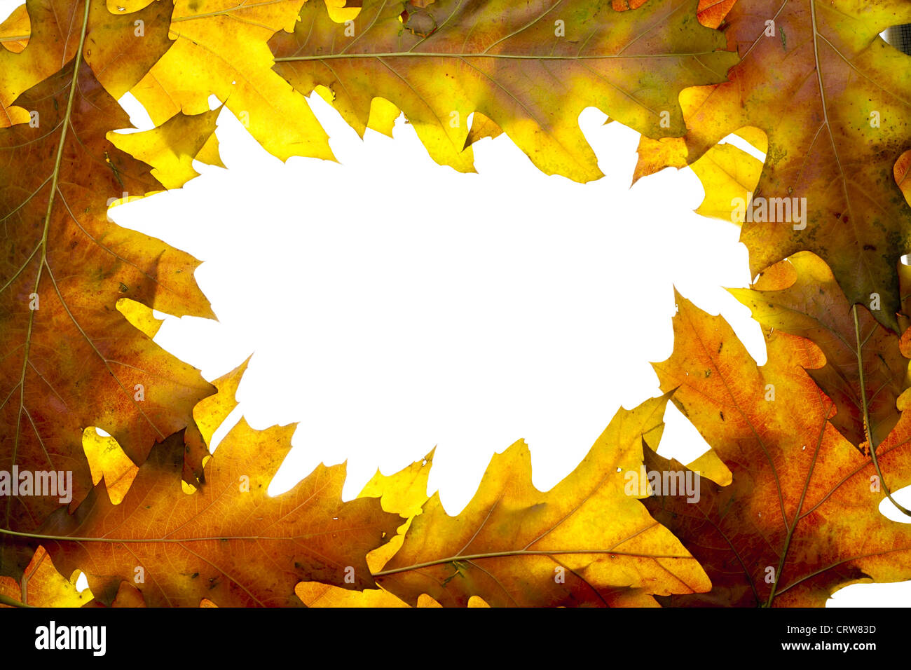 Simple leaves hi-res stock photography and images - Alamy