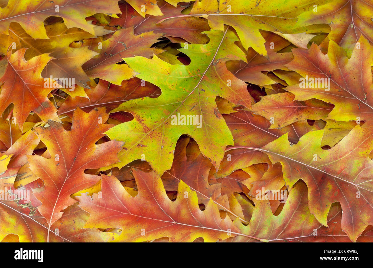 Desktop from autumn oak leaves Stock Photo - Alamy