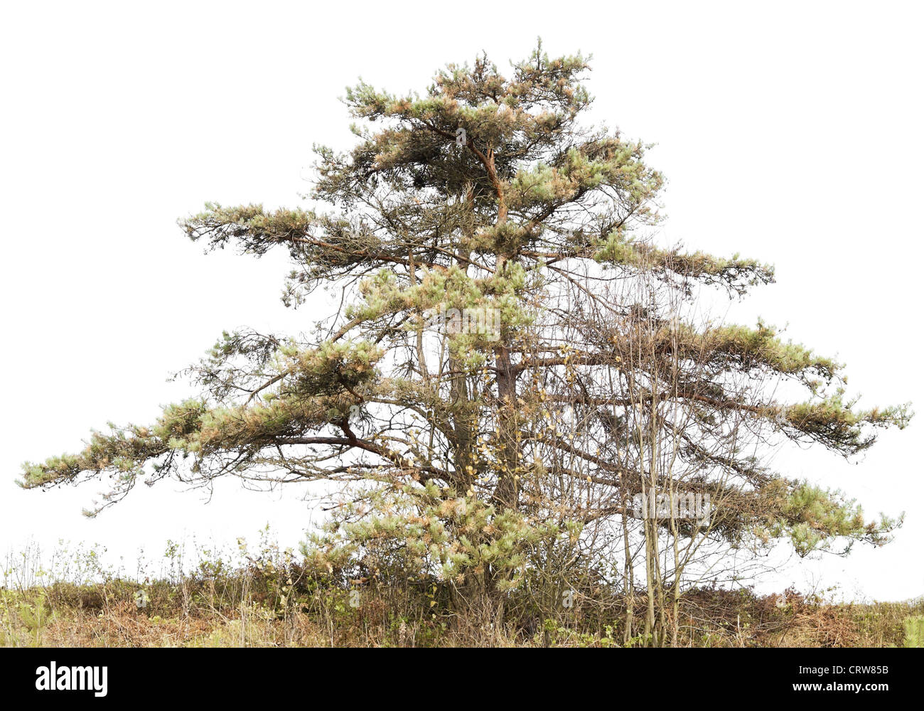 Dying tree stem hi-res stock photography and images - Alamy