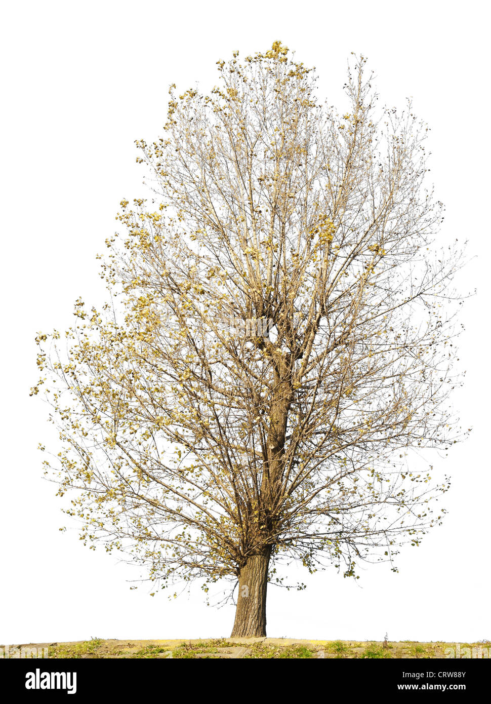 Isolated ugly curve tree without leaves Stock Photo - Alamy