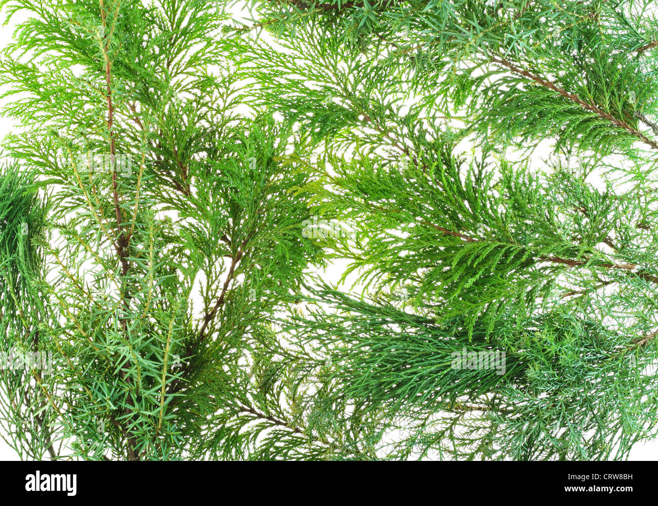 Branches of coniferous trees Stock Photo - Alamy