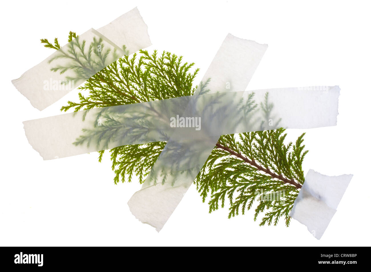 The concept of forbidden Christmas Stock Photo - Alamy