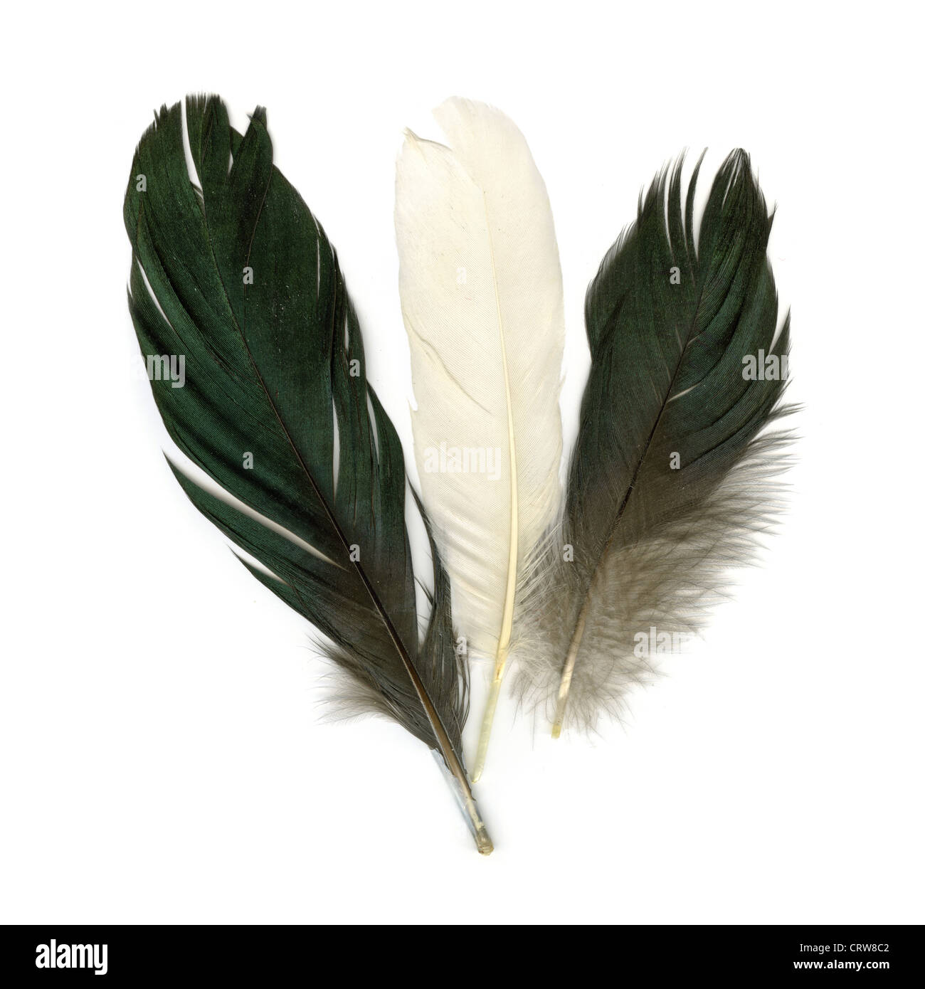 Three feathers hi-res stock photography and images - Alamy