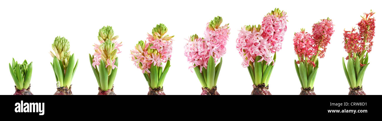 Hyacinth hi-res stock photography and images - Alamy