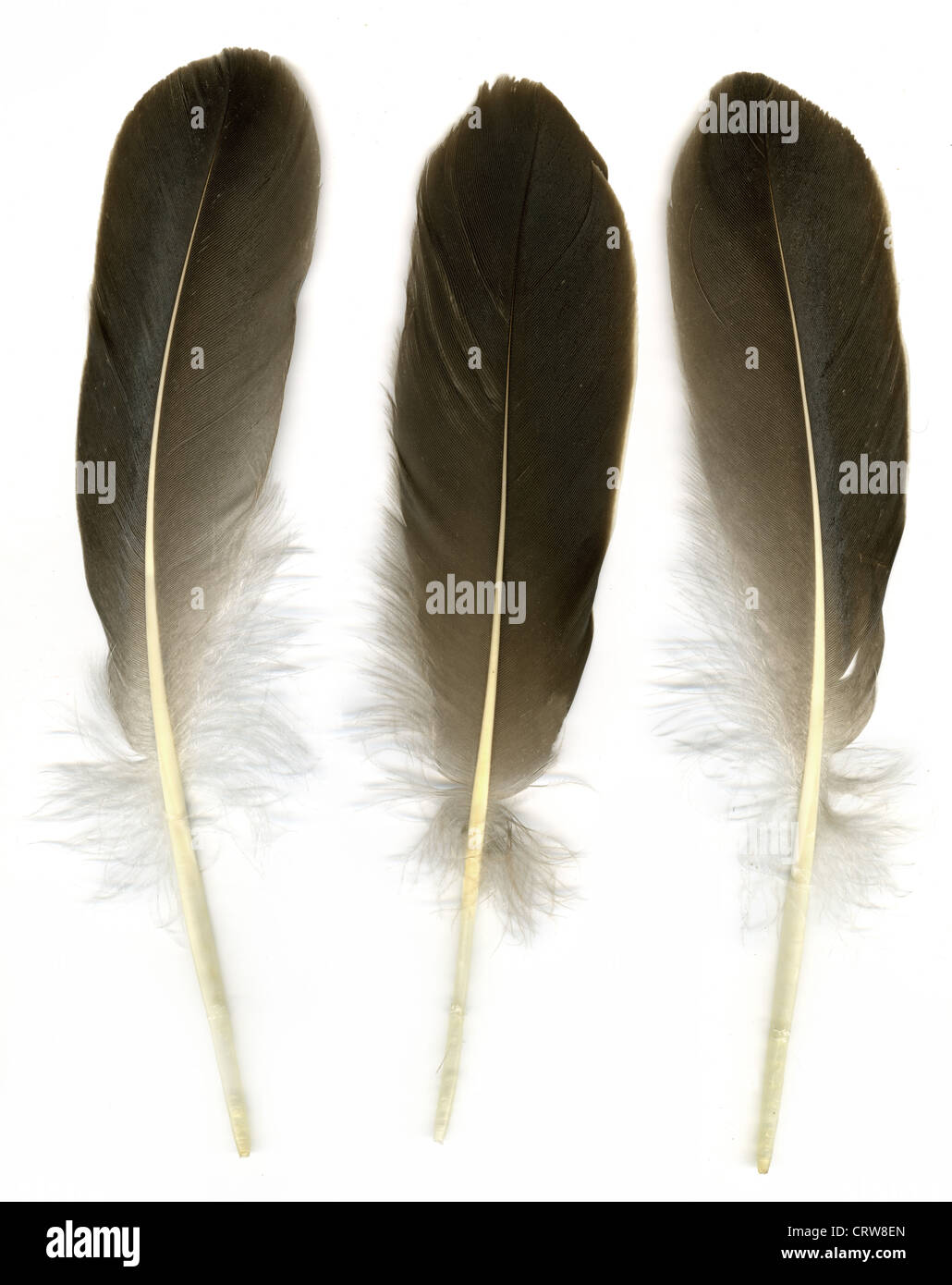 Three feather plume Cut Out Stock Images & Pictures - Alamy