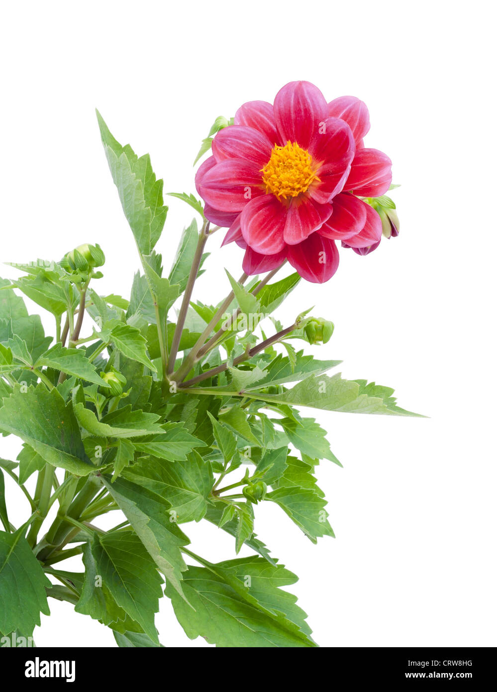 Dwarfish dahlia background Stock Photo - Alamy