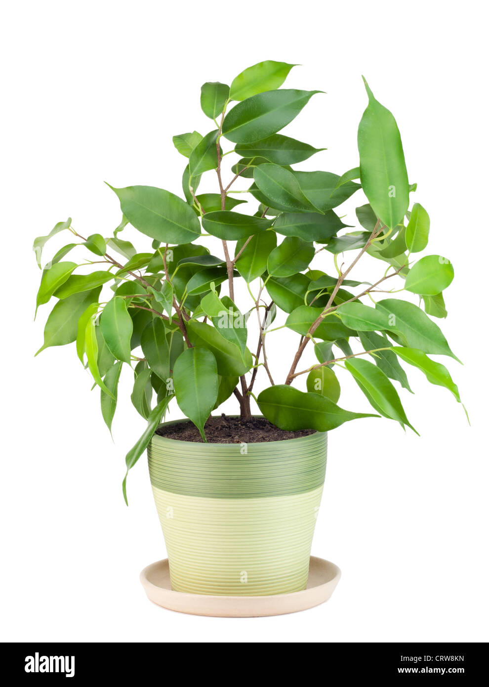 Plant ficus Cut Out Stock Images & Pictures - Alamy