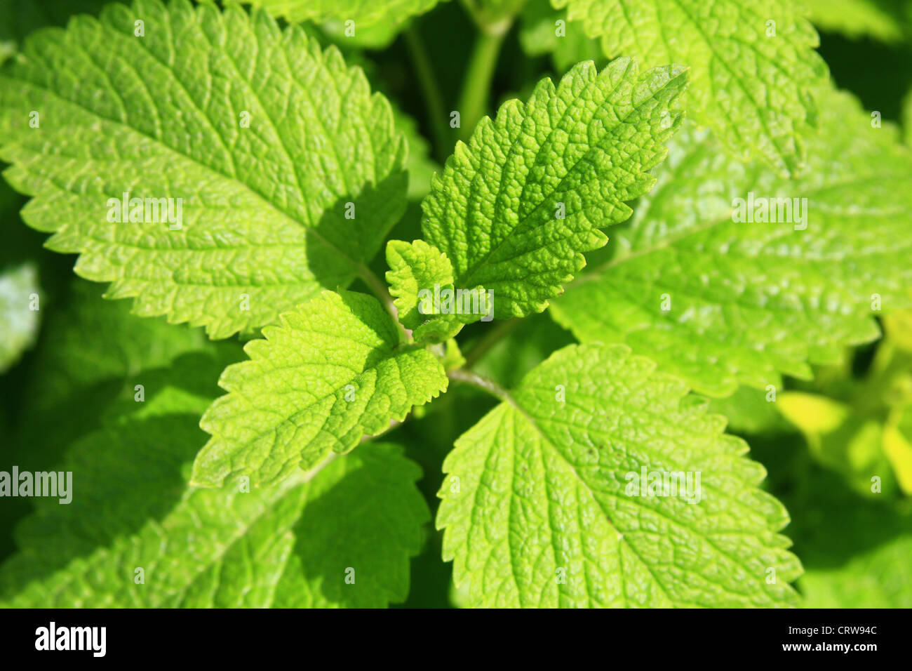 Lemon balm hi-res stock photography and images - Alamy