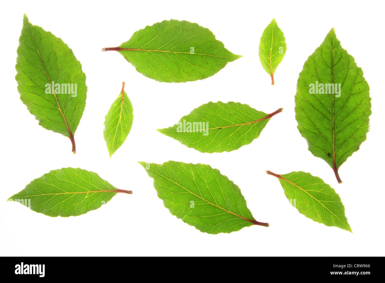 Laurel leave hi-res stock photography and images - Alamy