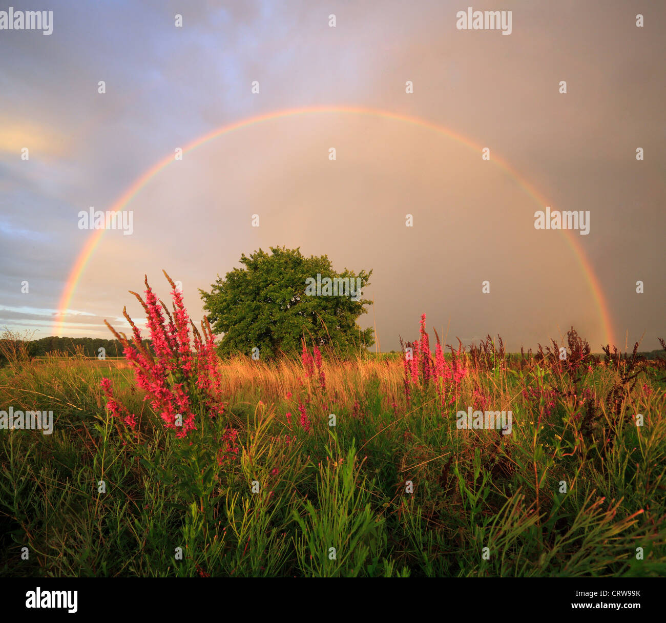 Tree under th rainbow in the sky, nature landscape Stock Photo - Alamy