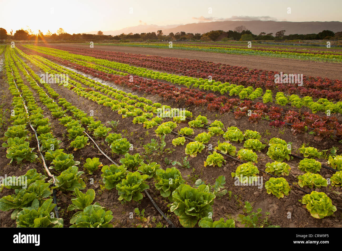 rows of organic lettuce varieties growing at Lane Farms, Santa Barbara ...