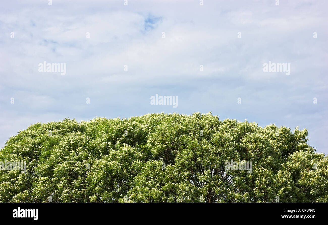 Green coma hi-res stock photography and images - Alamy