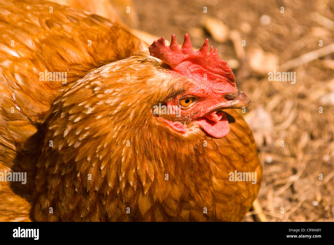Red hen portrait Stock Photo - Alamy