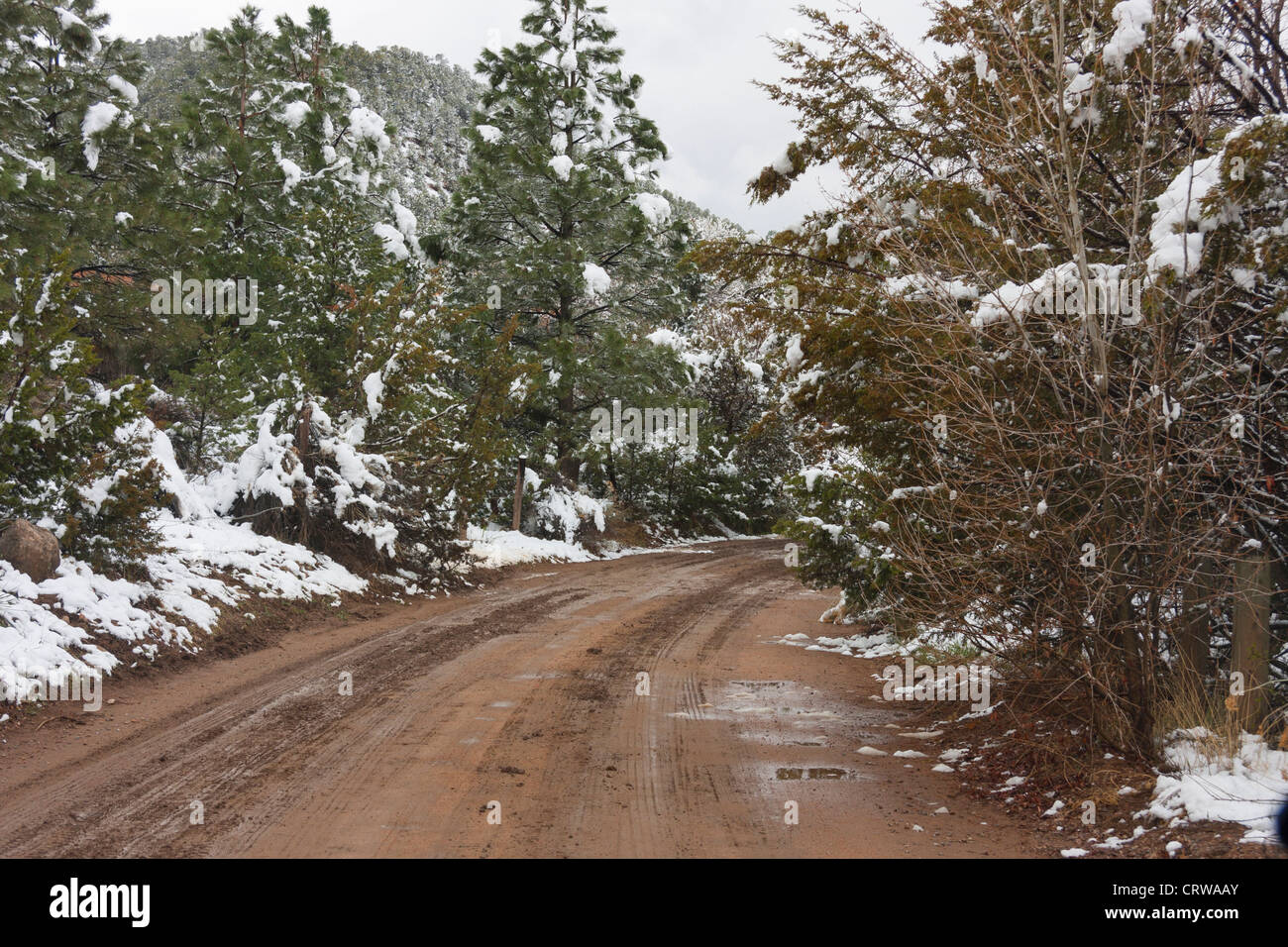 Rough road through forest hi-res stock photography and images - Alamy