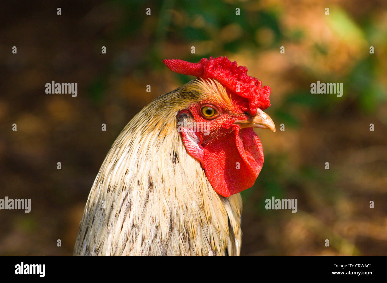 Cockerel head hi-res stock photography and images - Alamy