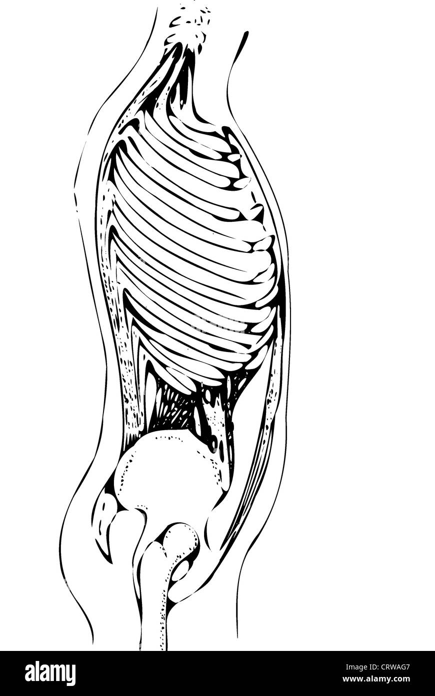 Musculoskeletal system hi-res stock photography and images - Alamy