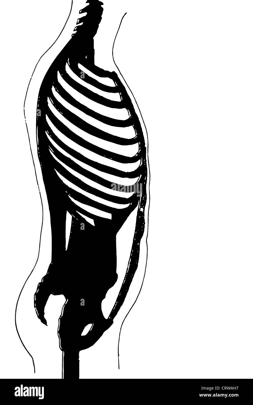 Human chest muscles illustration hi-res stock photography and images ...