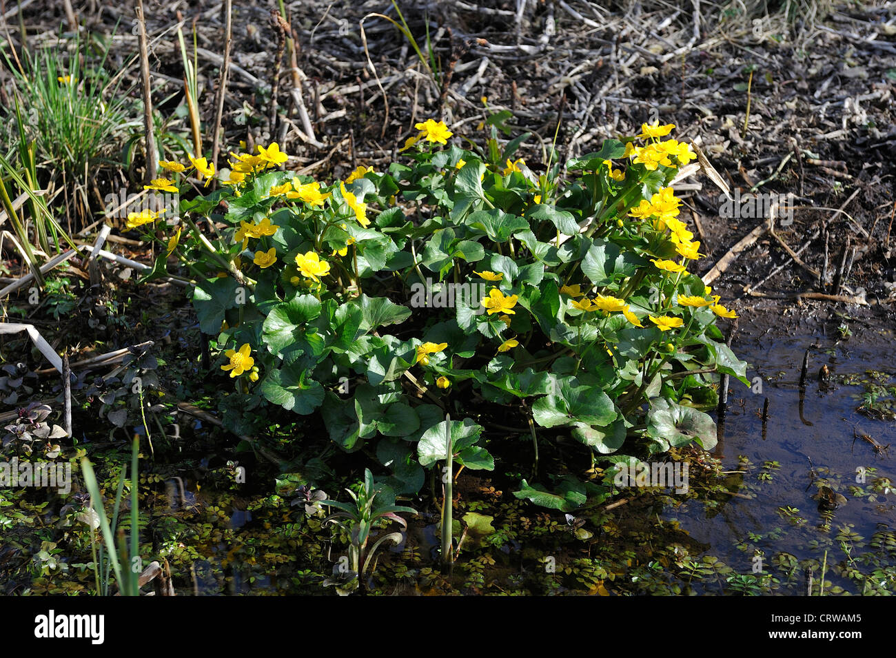 King Cup caltha Palustris Marsh Marigold Chilcombe Bottom nature ...