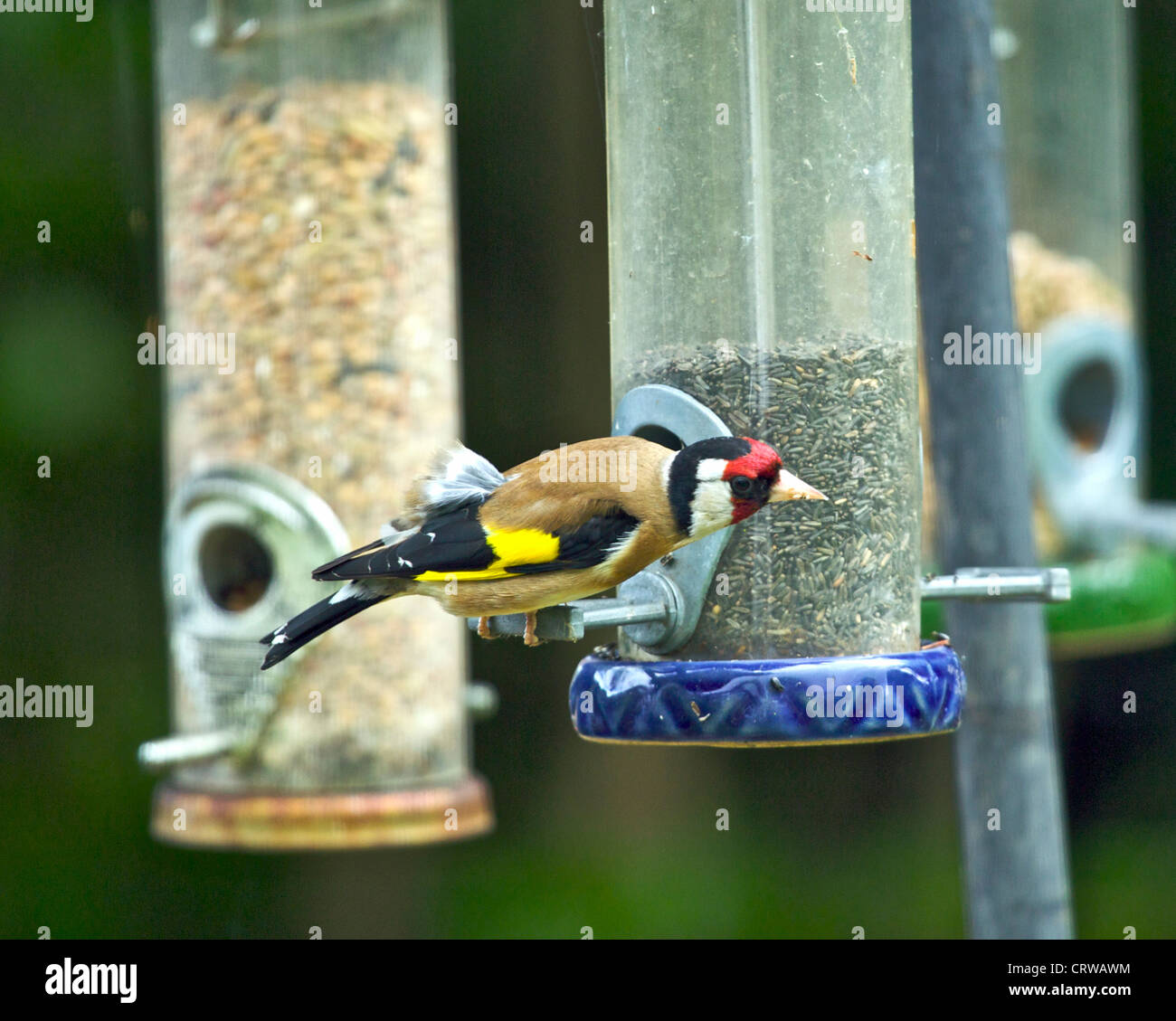 British Goldfinch - Carduelis carduelis Stock Photo - Alamy