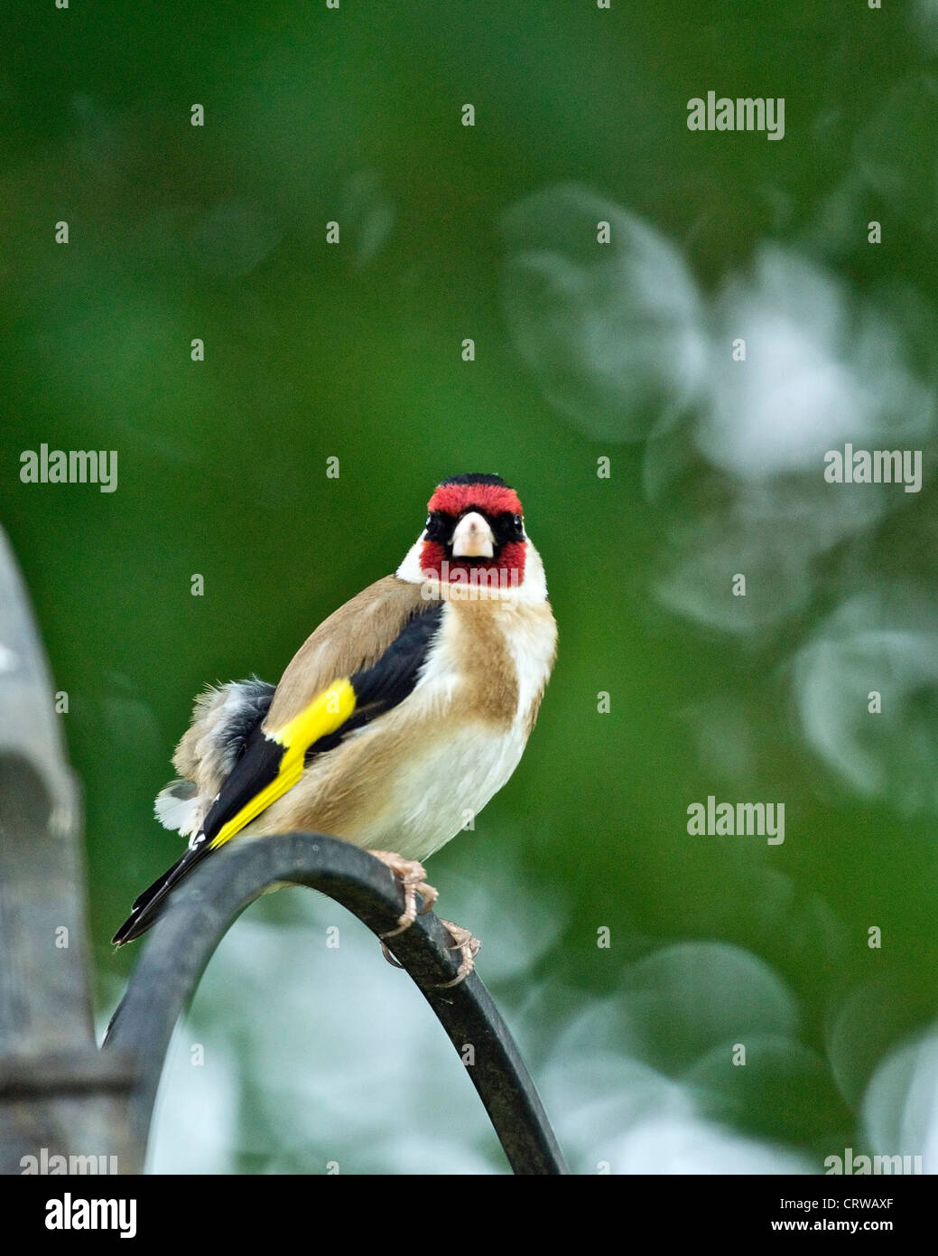 British Goldfinch - Carduelis carduelis Stock Photo - Alamy