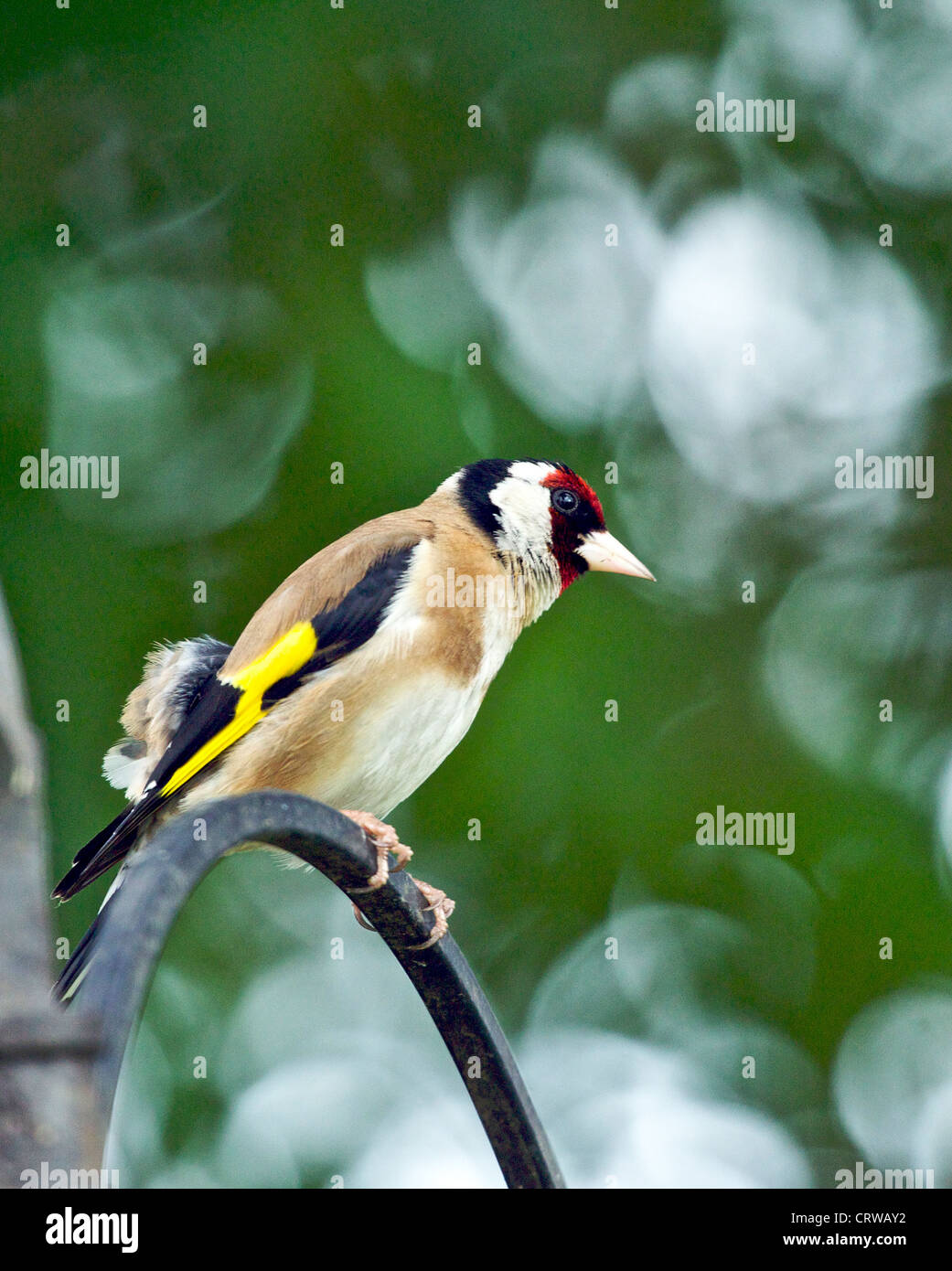 British Goldfinch - Carduelis carduelis Stock Photo - Alamy