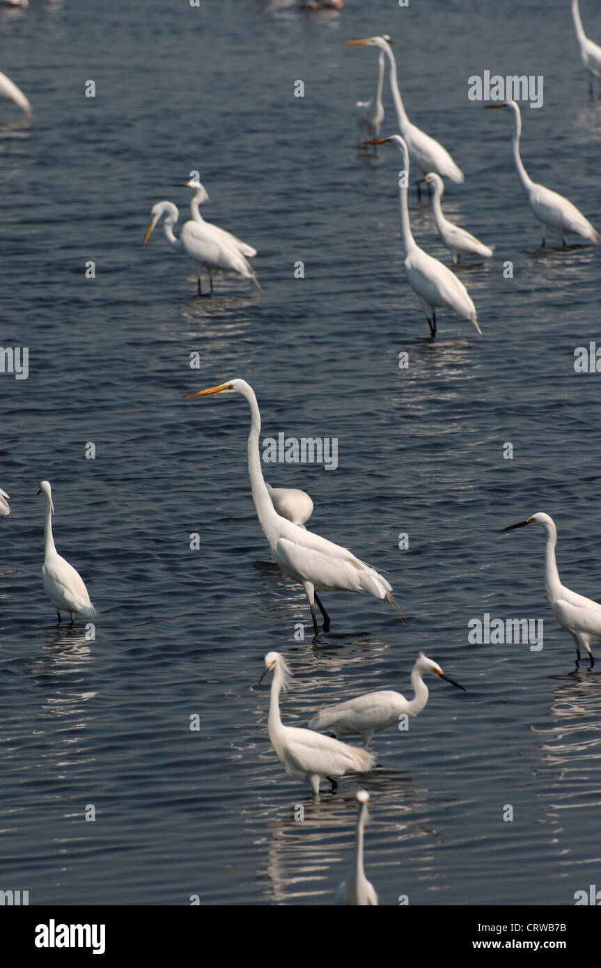 Wading birds gather in shallows hi-res stock photography and images - Alamy