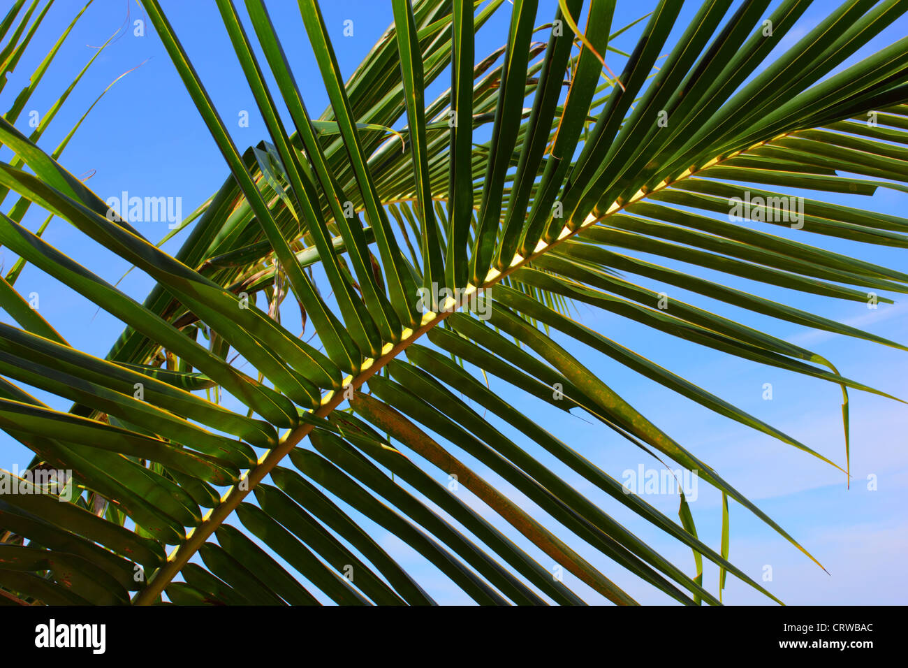 Palmtree hi-res stock photography and images - Alamy
