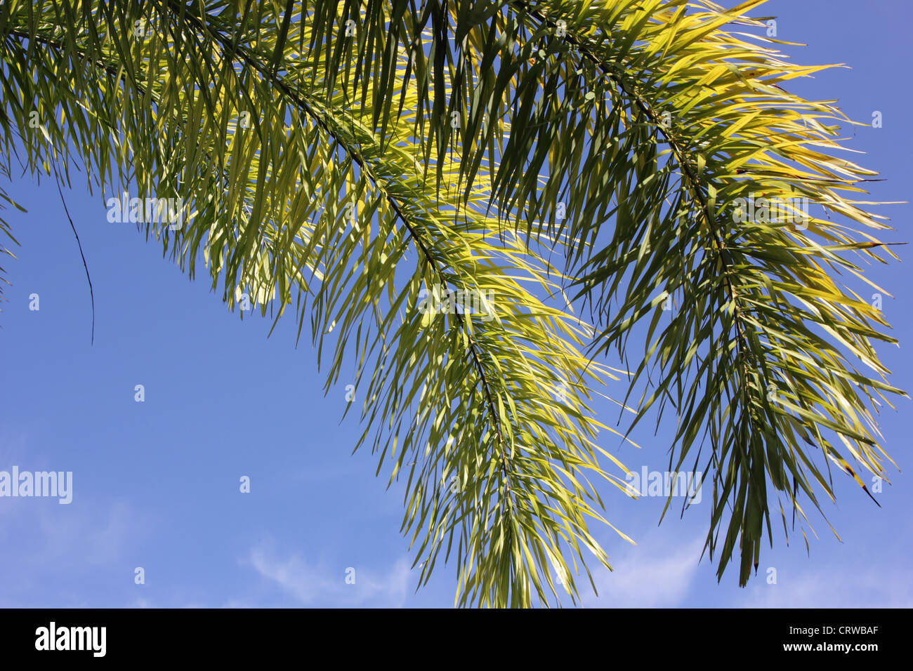 Tropical palmtree branches Stock Photo - Alamy