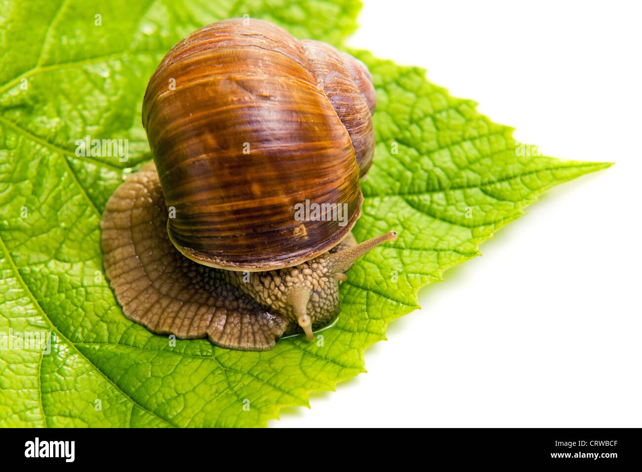 The big grape snail eating grape leaves , white background Stock Photo ...