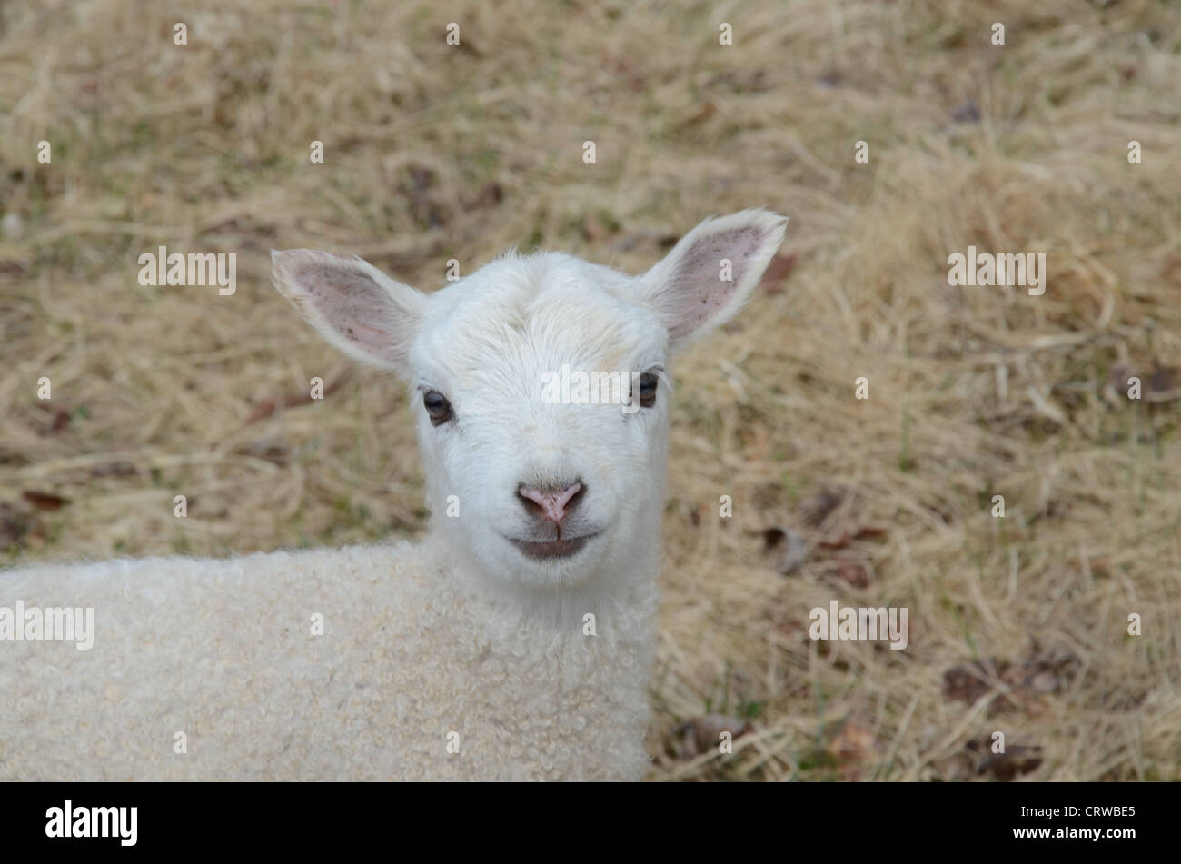 One white lamb Stock Photo - Alamy