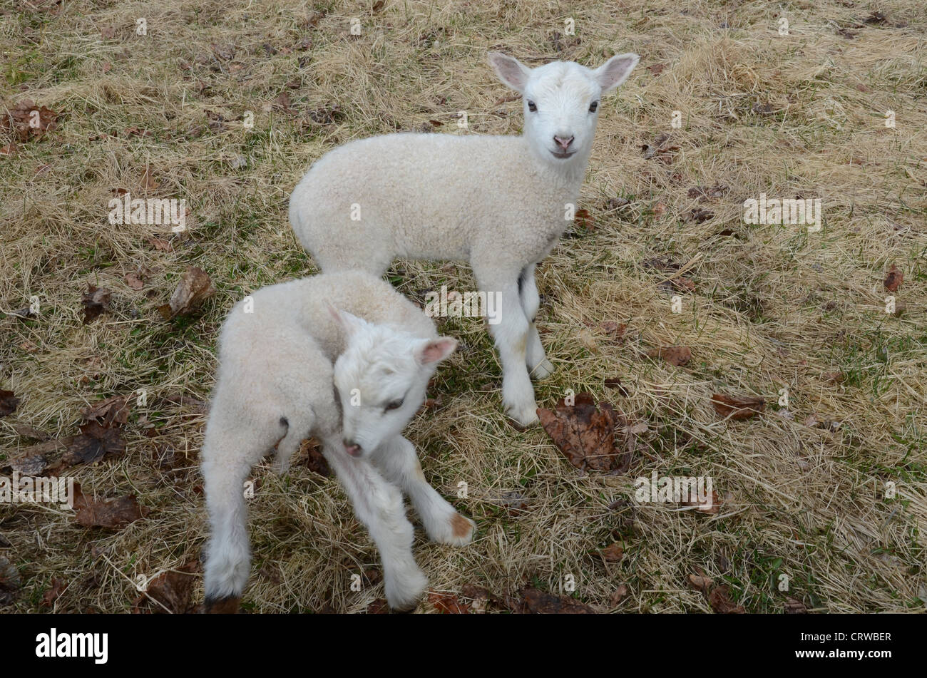 Two white lambs Stock Photo - Alamy