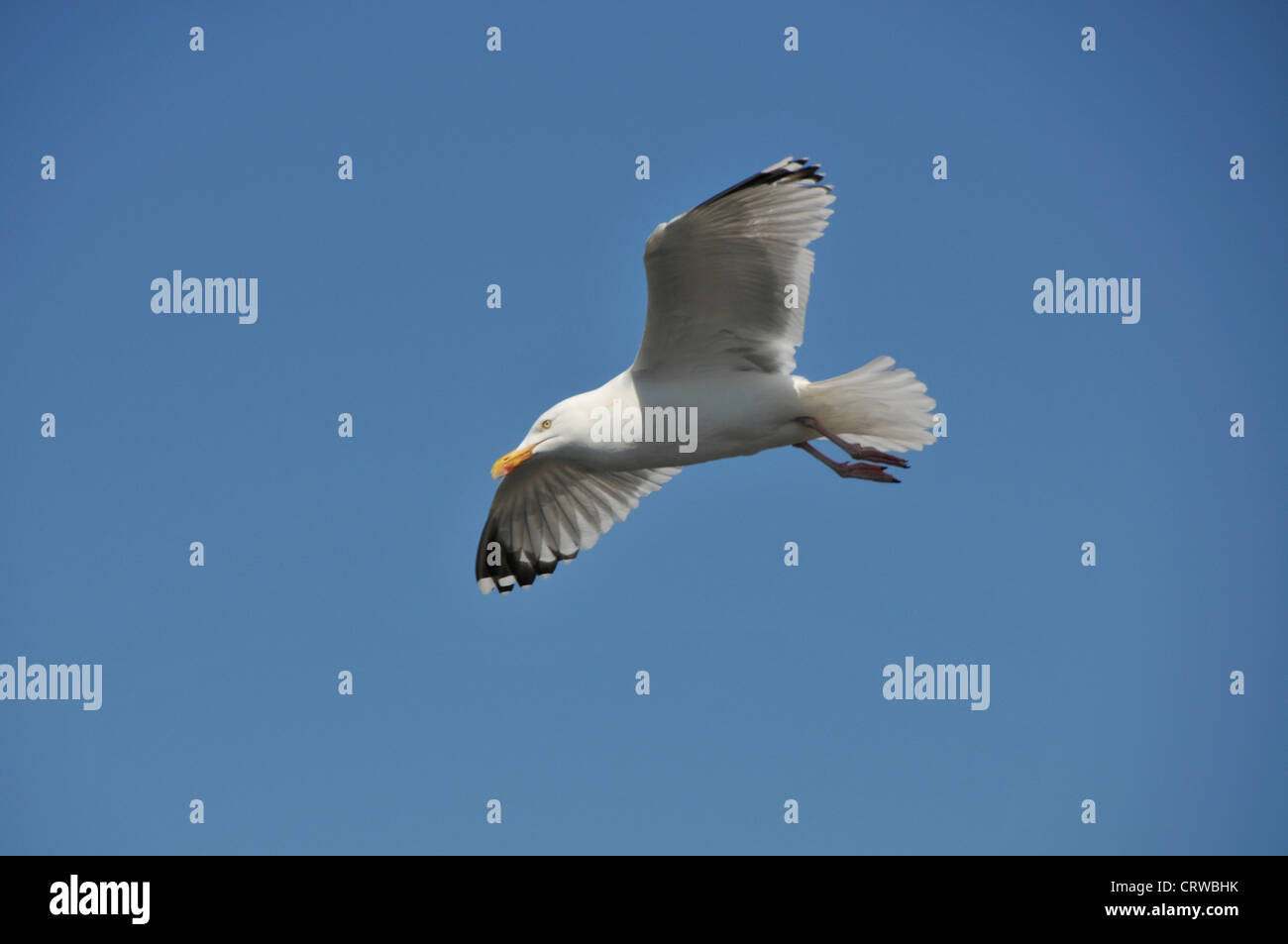 seagull in flight Stock Photo - Alamy